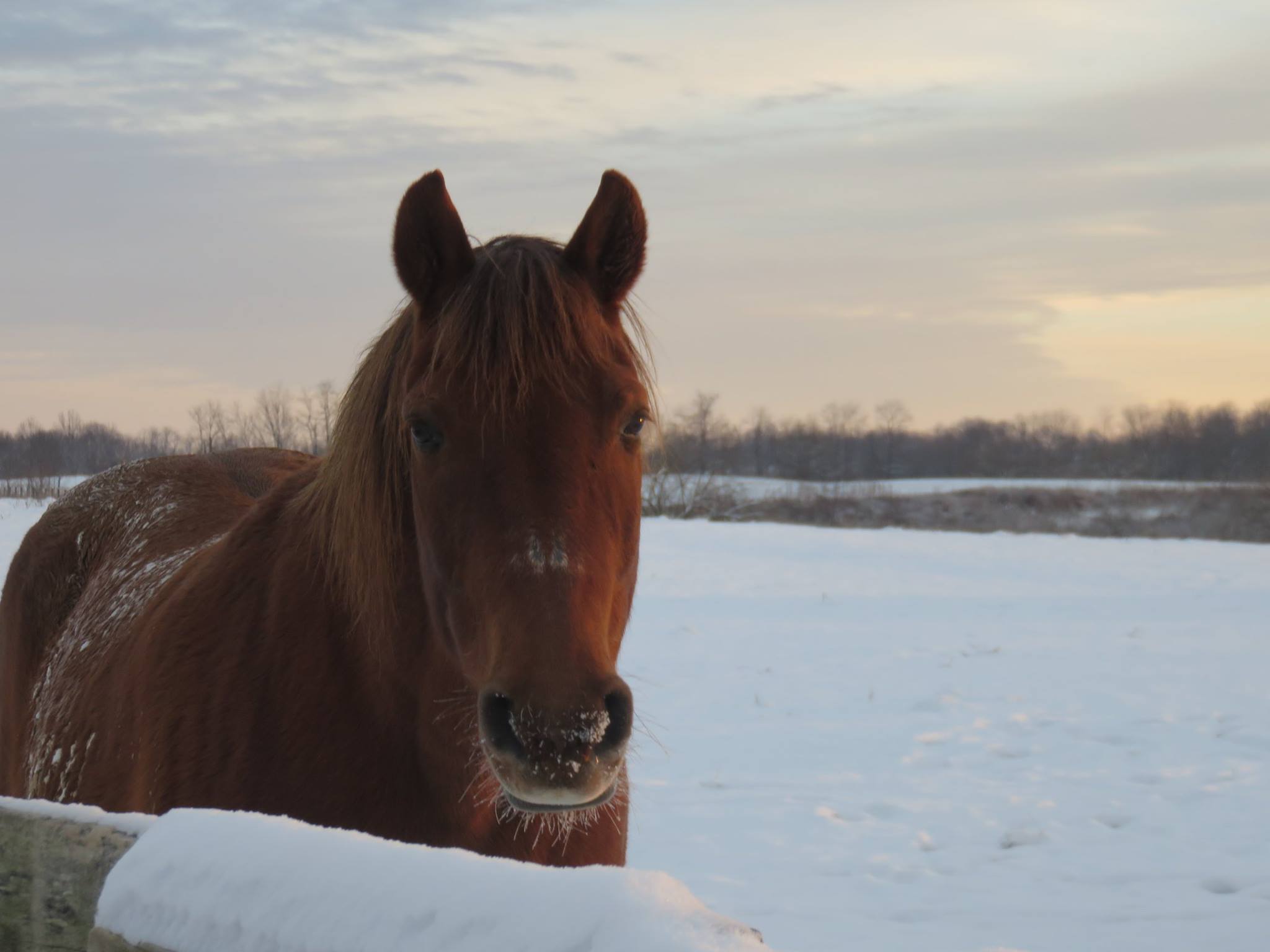 Curriculum Vitae | Kelly Grenier